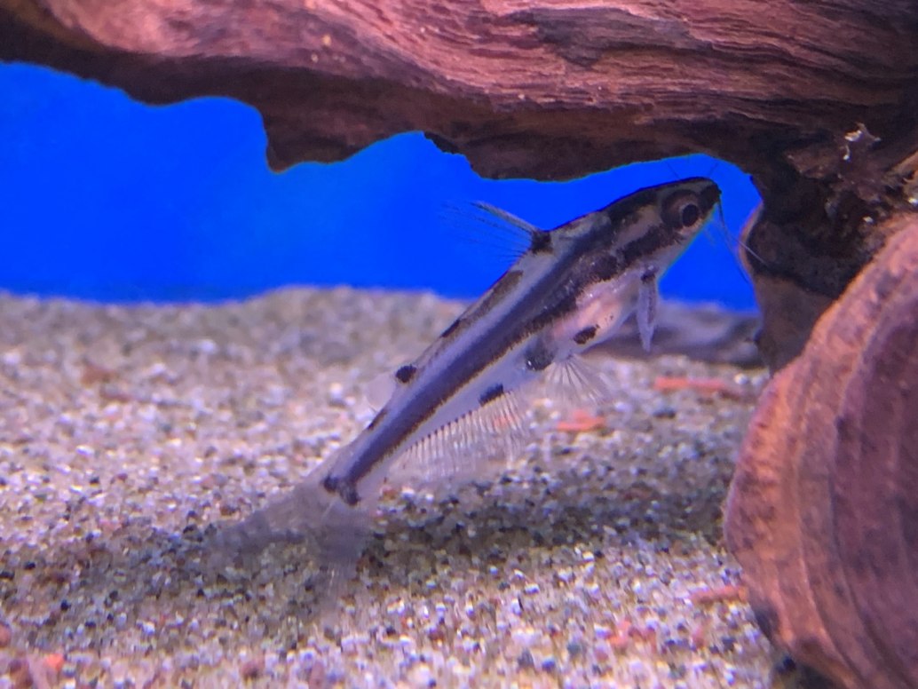 Shadow Catfish-Hyalobagrus flavus