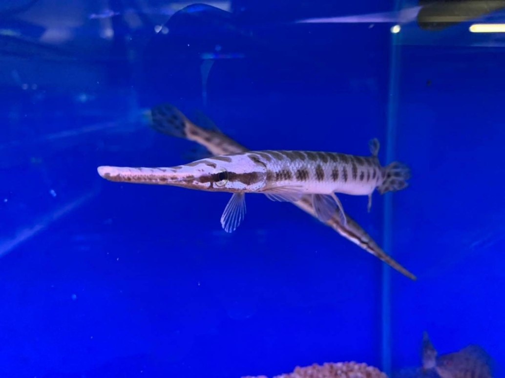 Florida Garfish-Lepisosteus platyrhincus