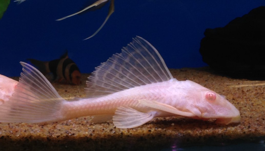 Leopard Sailfin Plec-Pterygoplichthys gibbiceps