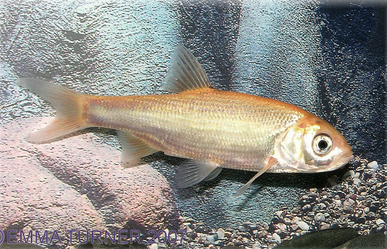 Golden Orfe-Leuciscus idus