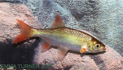 Golden Rudd-Scardinius erythrophthalmus