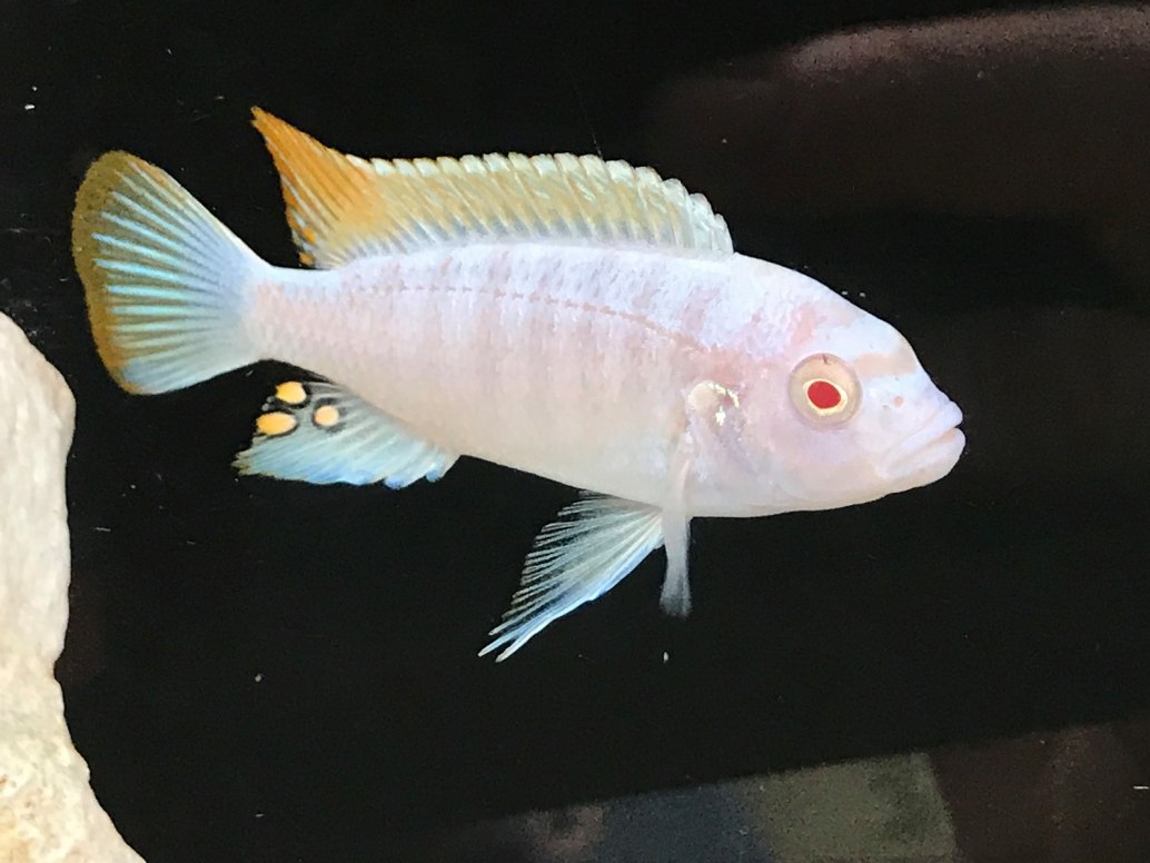 Red-top Ice-blue Zebra-Maylandia greshakei