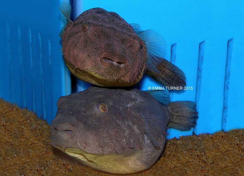 Hairy Puffer-Pao baileyi