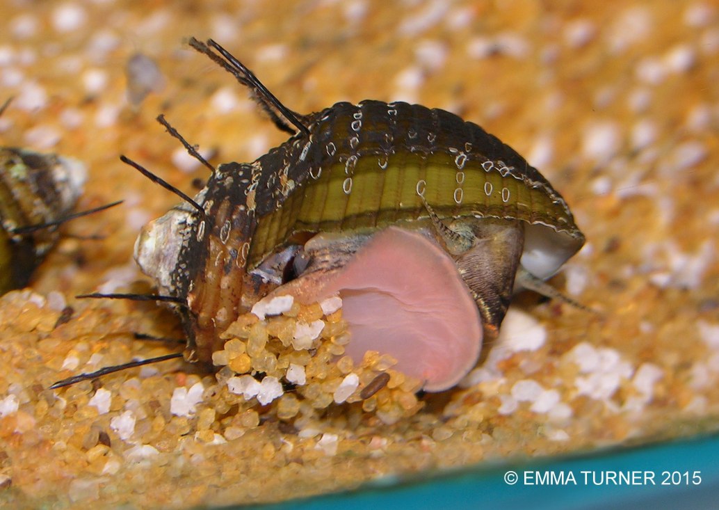 Hairy Snail-Thiara cancellata