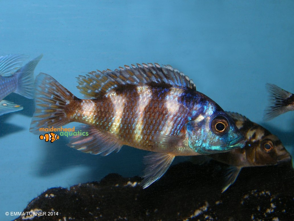 Hap VC10-Placidochromis milomo