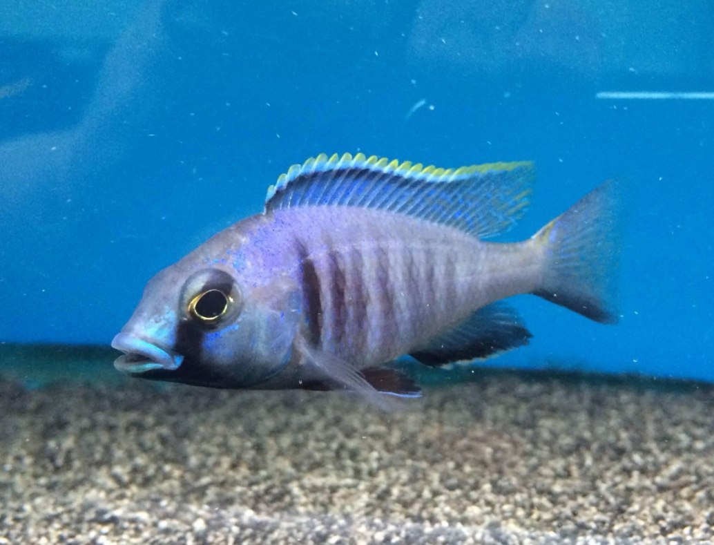 Deepwater Hap-Placidochromis electra