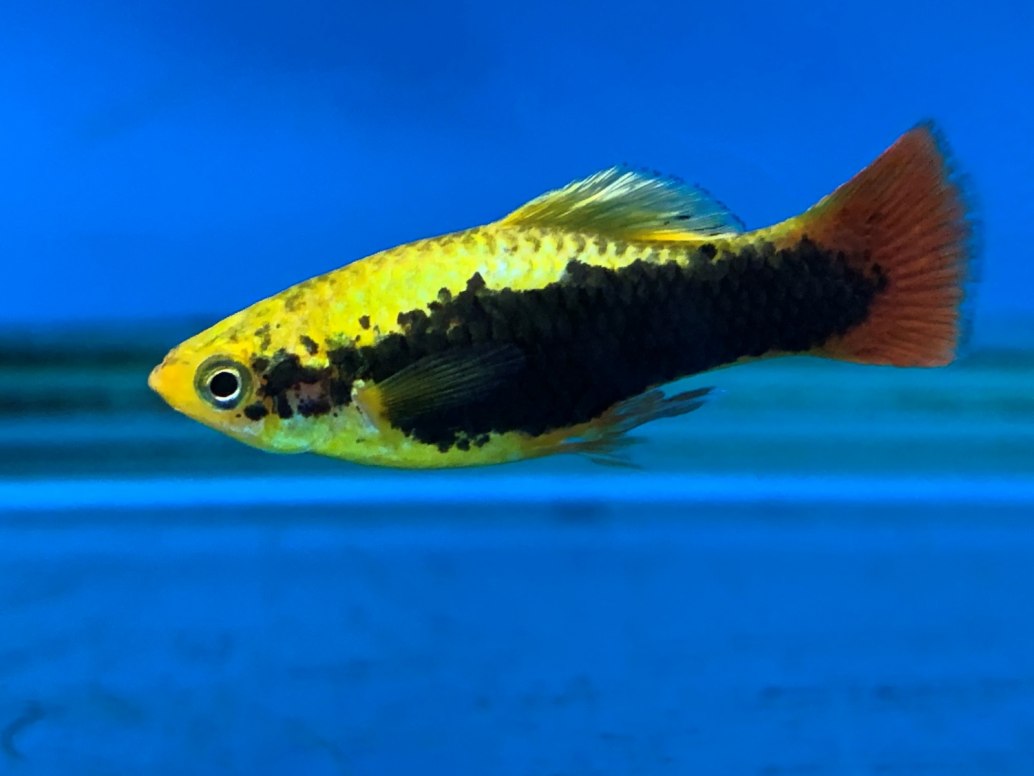 Variatus Platy-Xiphophorus variatus