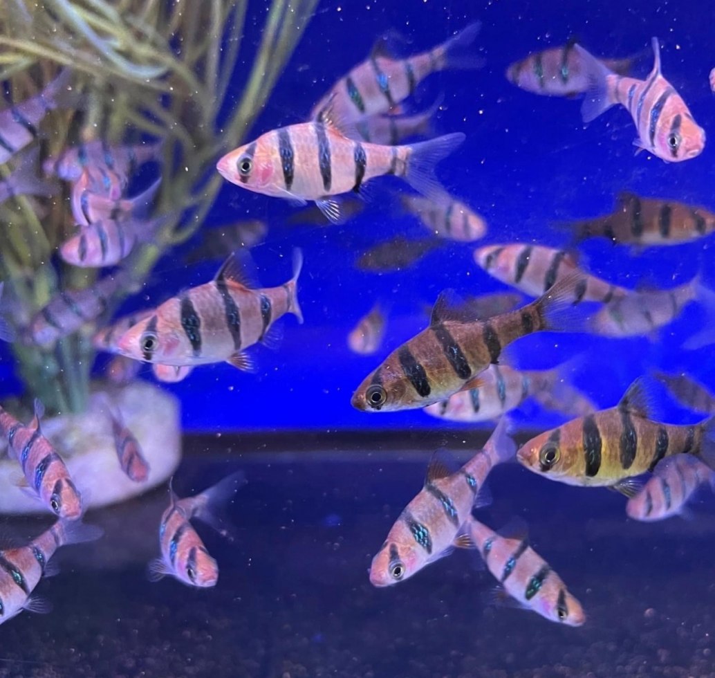 Six Banded Barb-Desmopuntius hexazona