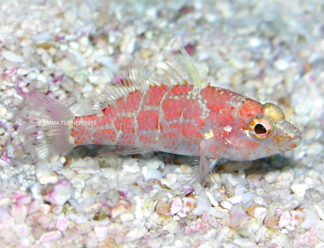 Hi-Fin Chequered Perchlet-Plectranthias inermis
