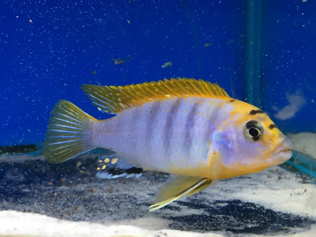 Red-top Lab-Labidochromis hongi