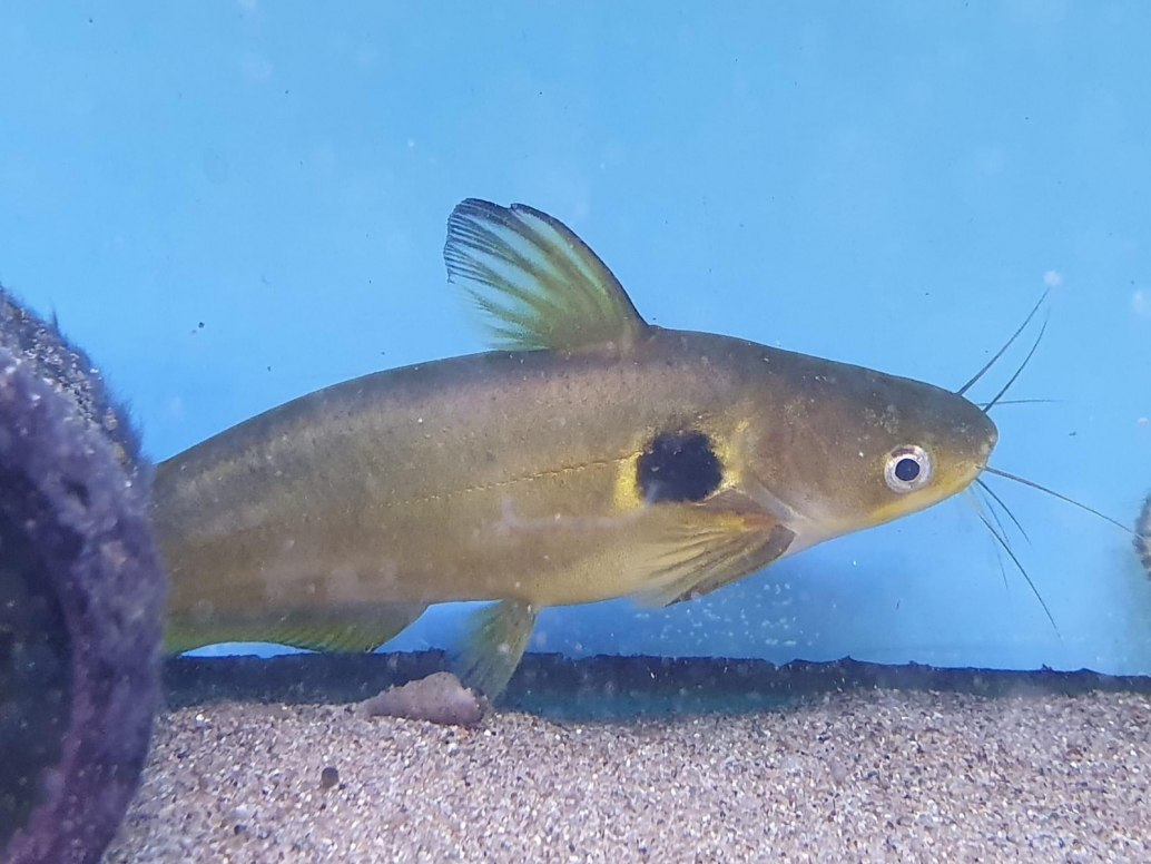 Asian Sun Catfish-Horabagrus brachysoma