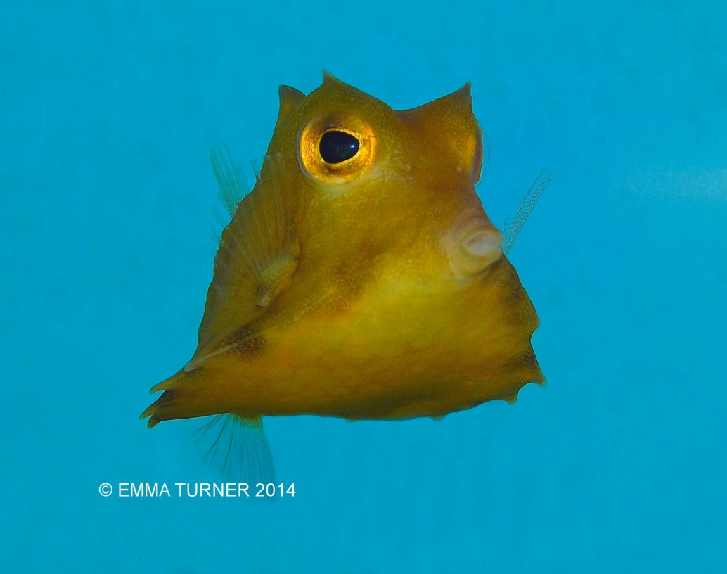 Hovercraft Cowfish-Tetrosomus gibbosus