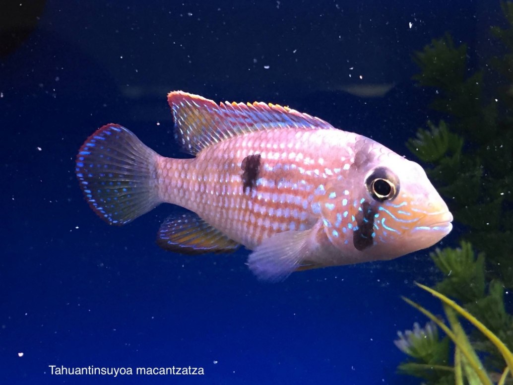 Inca Stone Cichlid-Tahuantinsuyoa macantzatza
