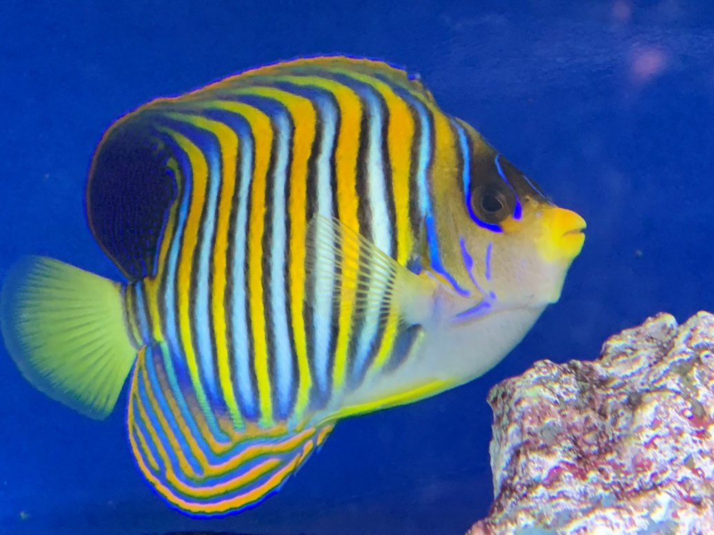 Regal Angelfish-Pygoplites diacanthus