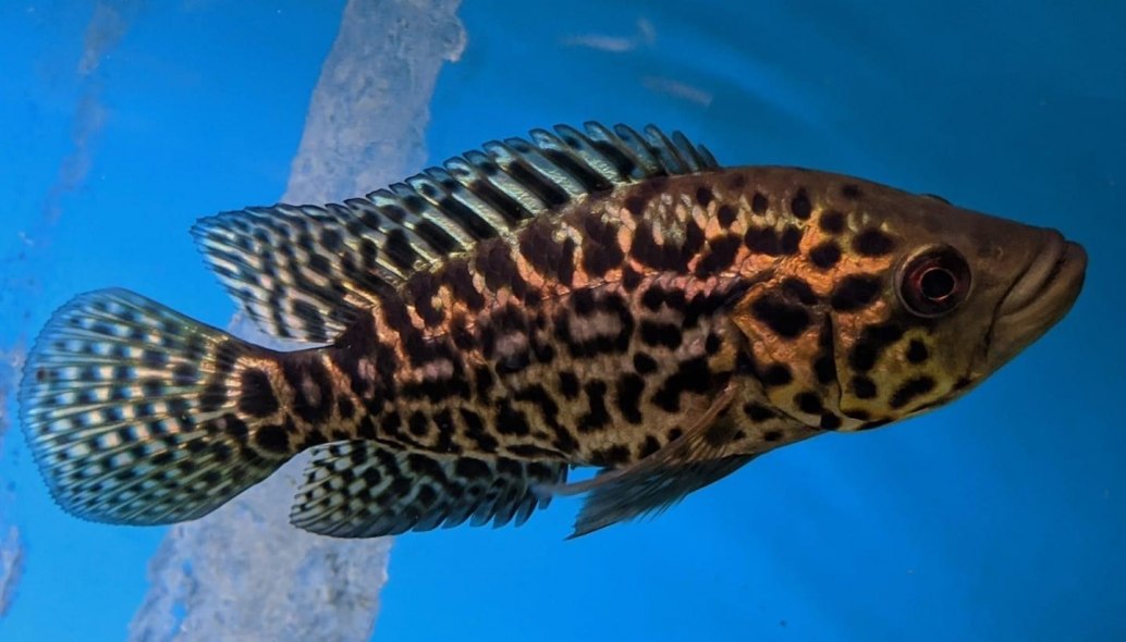 Jaguar Cichlid-Parachromis managuensis
