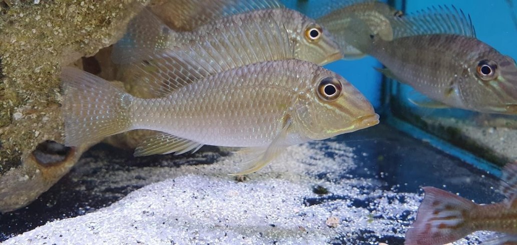 Jurupari Eartheater-Satanoperca jurupari