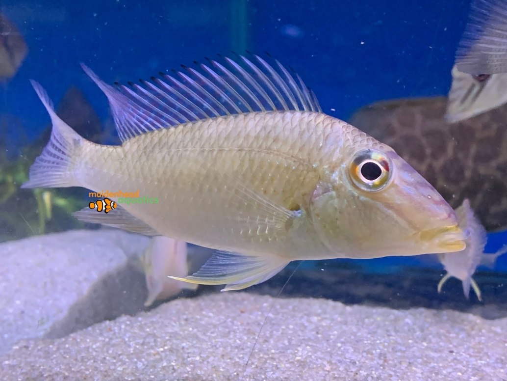 Jurupari Eartheater-Satanoperca jurupari