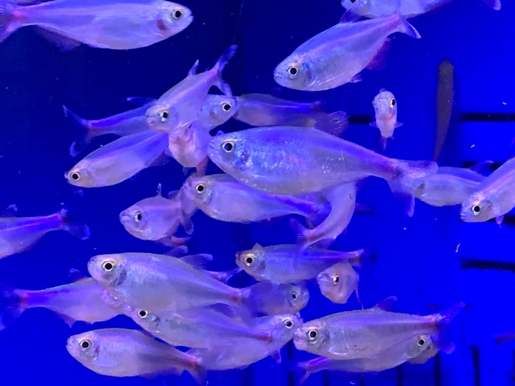 Blue Tetra-Knodus borki