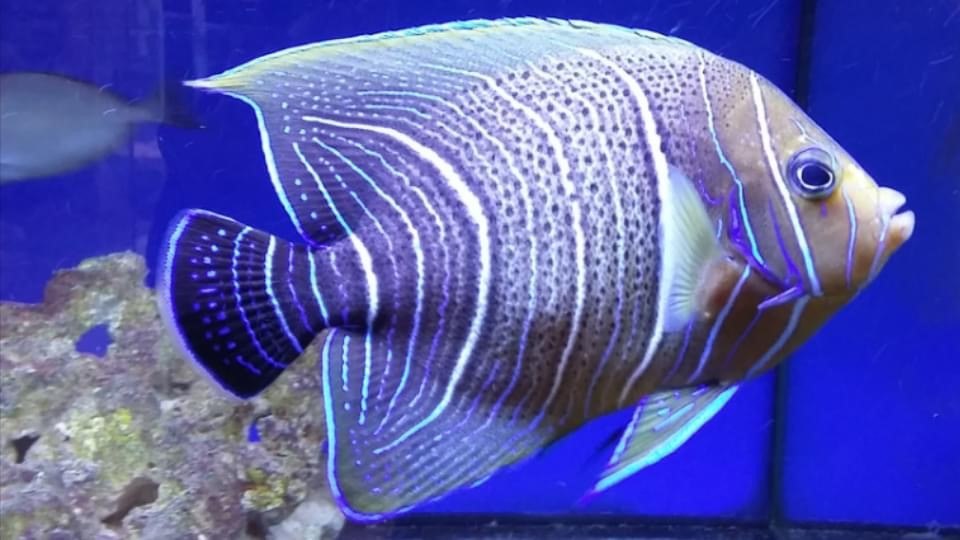 Koran Angelfish-Pomacanthus semicirculatus