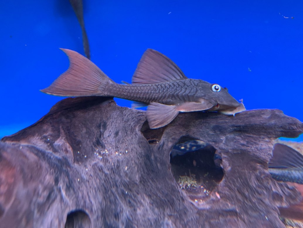 Blue-eyed Redfin Plec L137 - Hypostomus soniae