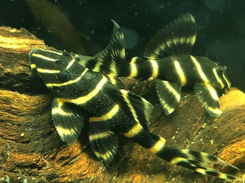 Flash Plec L204-Panaqolus albivermis