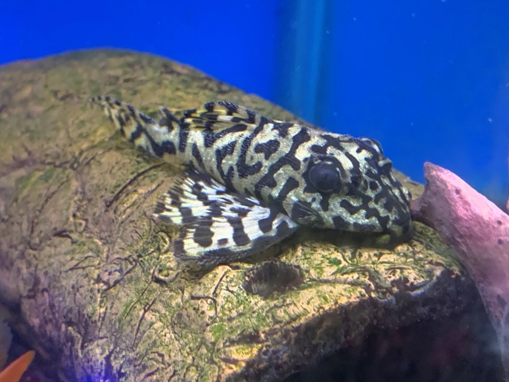 Cracked Zebra Plec L236 - Hypancistrus seideli