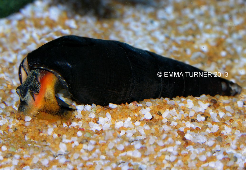 Lava Snail-Faunus magma