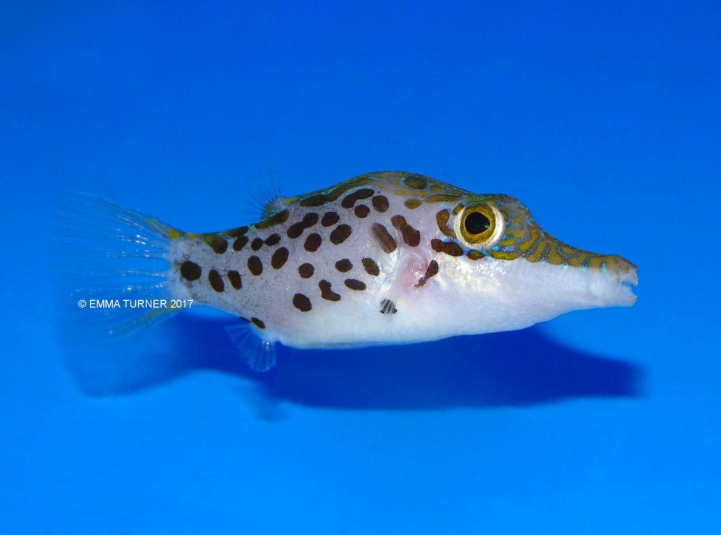 Leopard Toby-Canthigaster leoparda