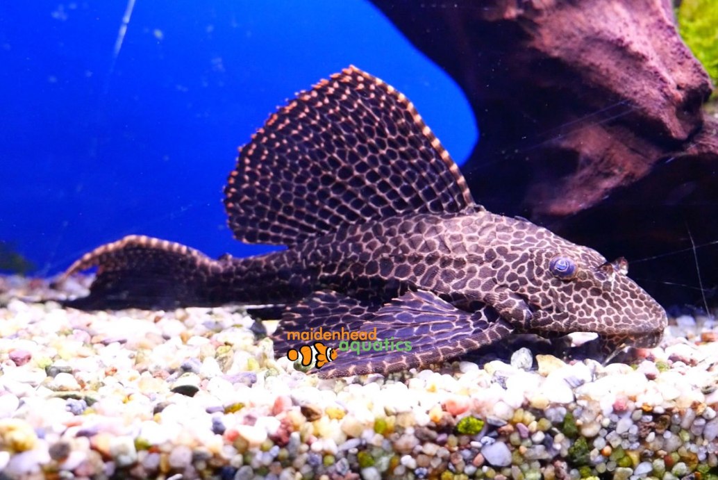 Leopard Sailfin Plec-Pterygoplichthys gibbiceps