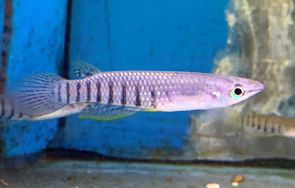 Striped Panchax-Aplocheilus lineatus