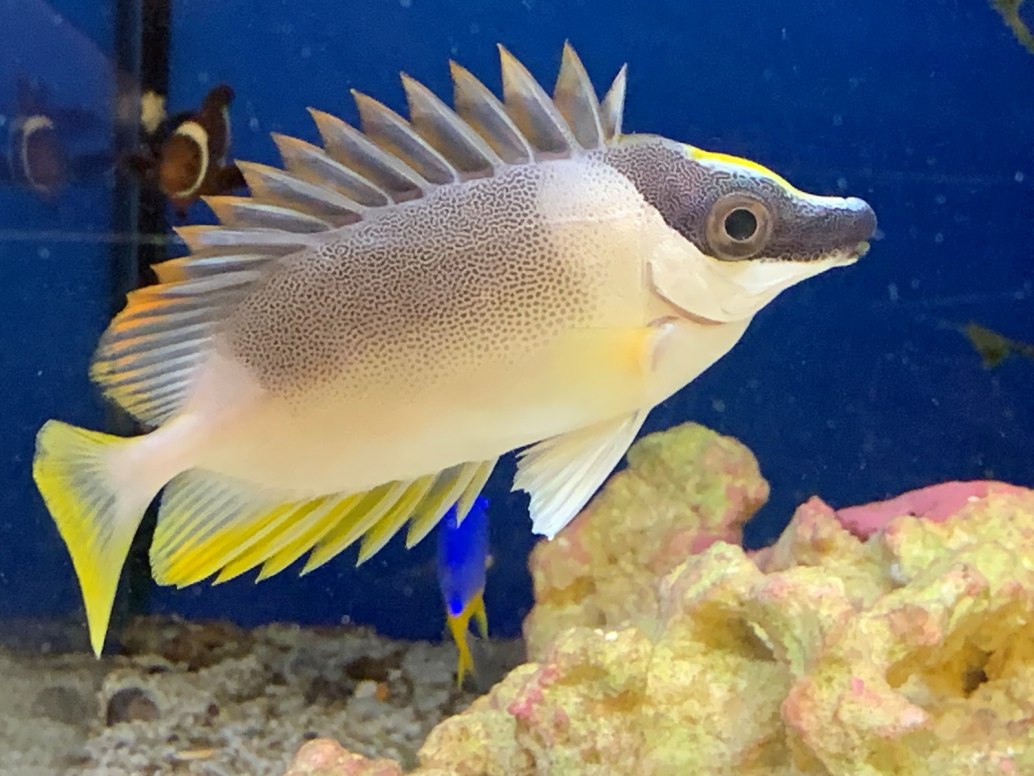 Red Foxface-Siganus magnificus