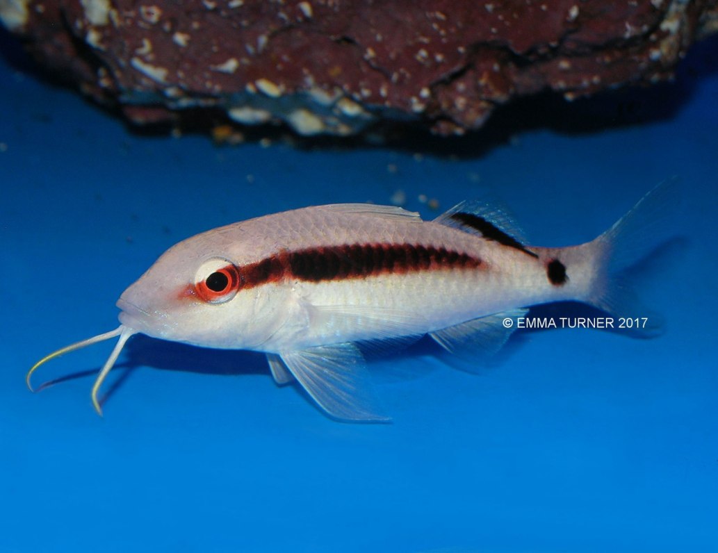 Long-Barbel Goatfish-Parupeneus macronemus