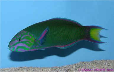 Lyretail Wrasse-Thalassoma lunare