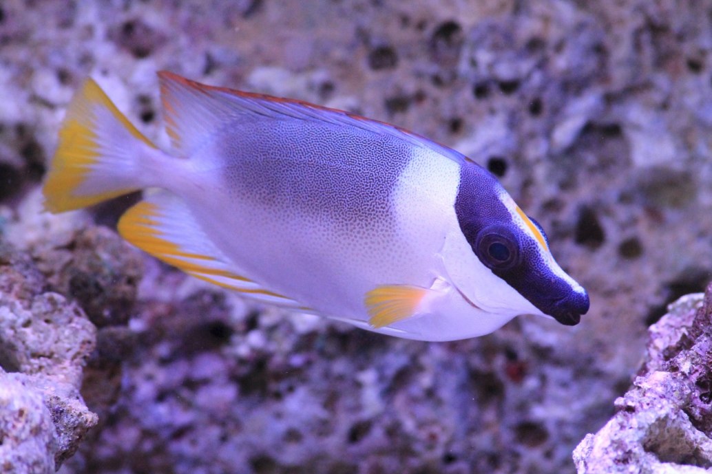 Red Foxface-Siganus magnificus