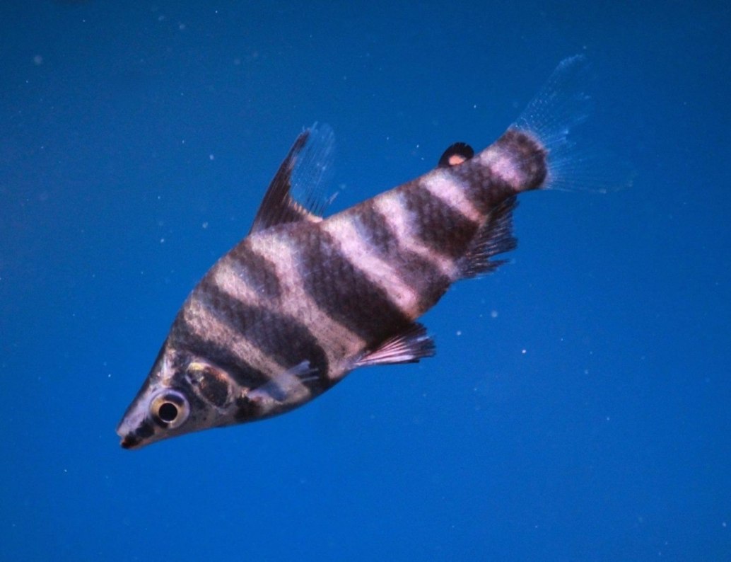 Marbled Headstander-Abramites hypselonotus