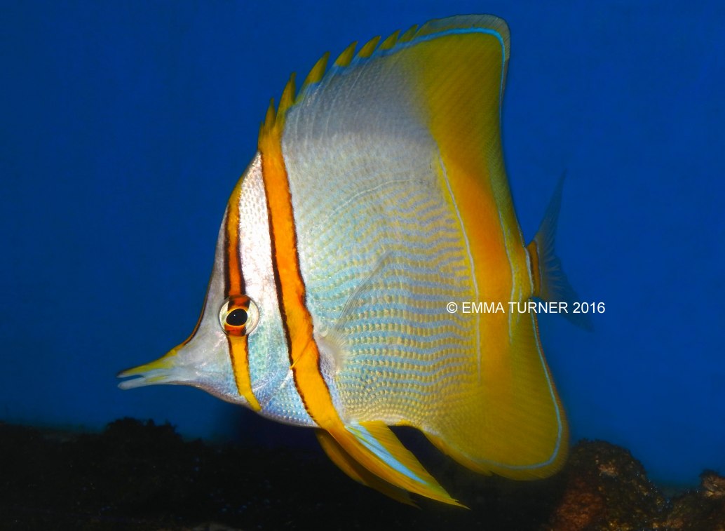 Margined Coralfish-Chelmon marginalis