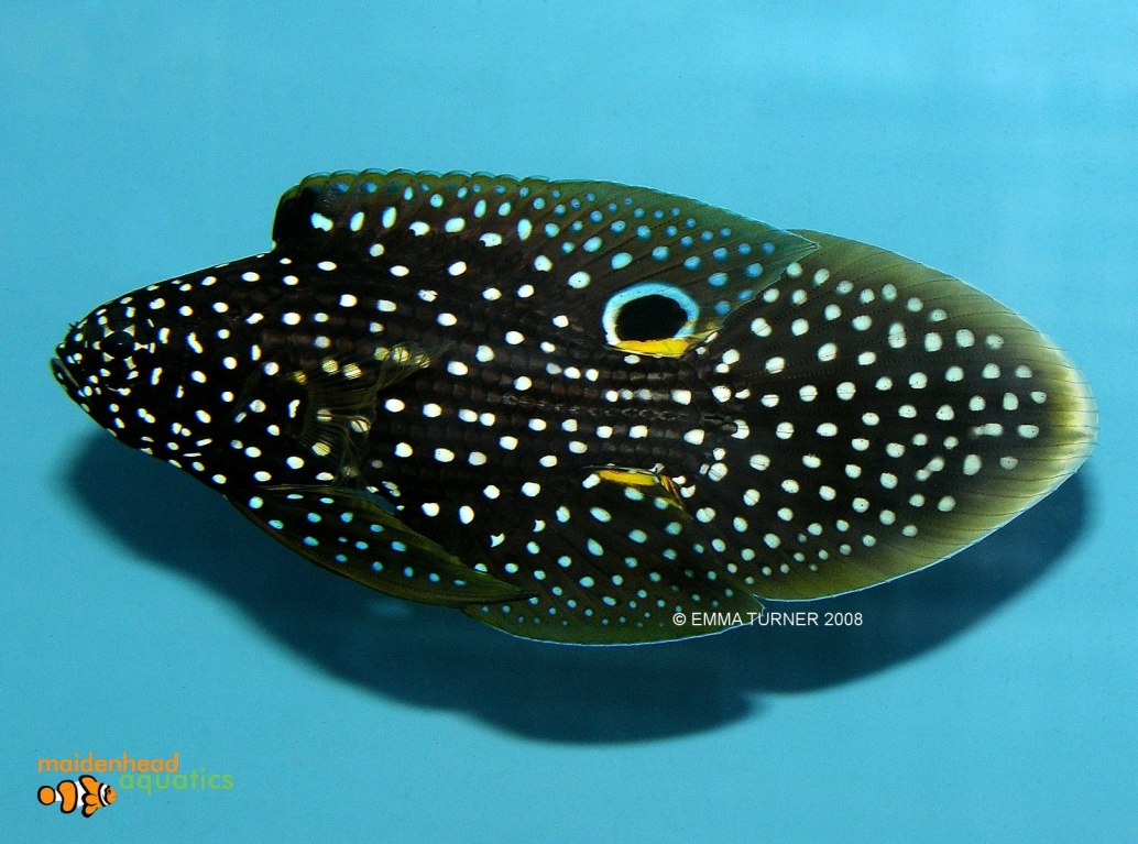 Marine Betta-Calloplesiops altivelis