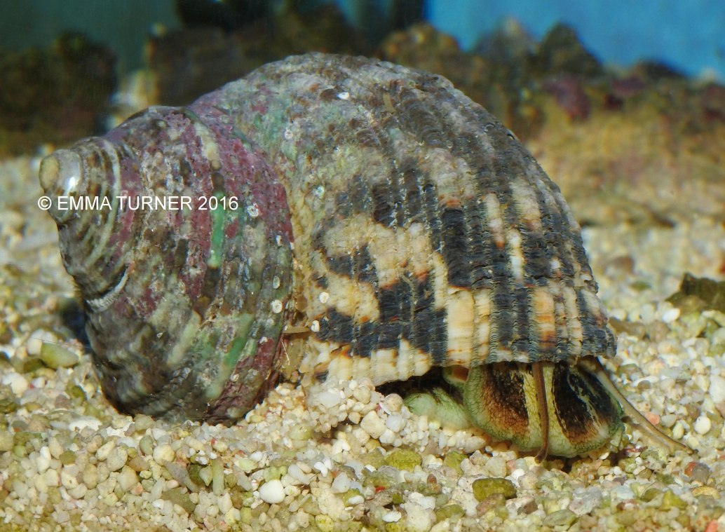 Mexican Turbo Snail-Turbo fluctuosus