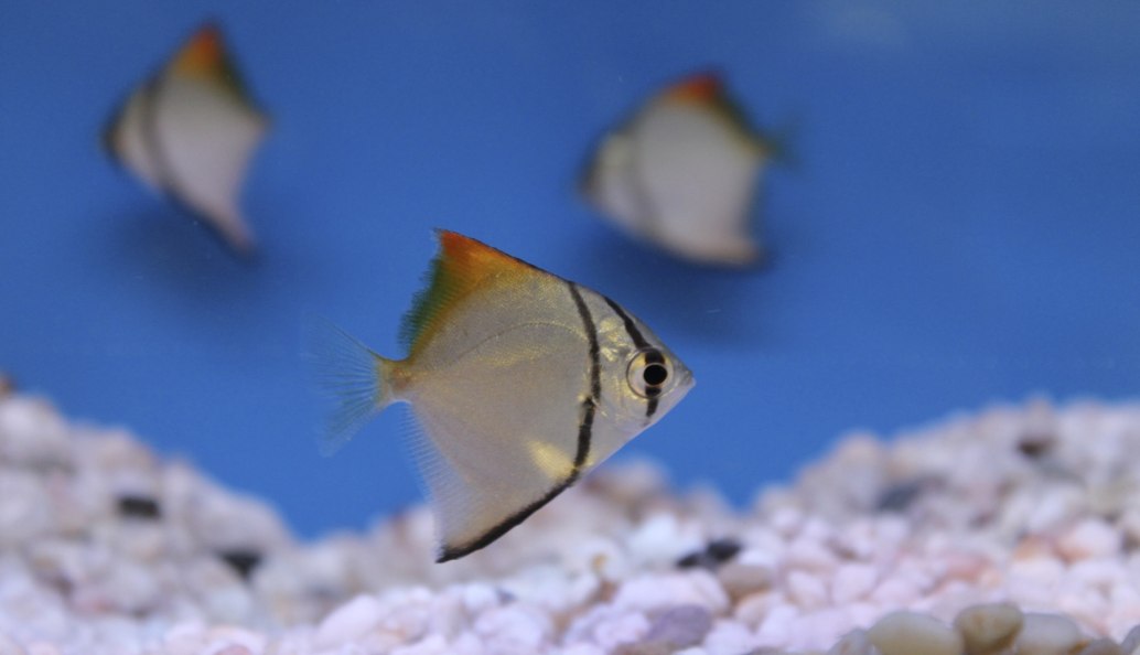 Mono-Monodactylus argenteus