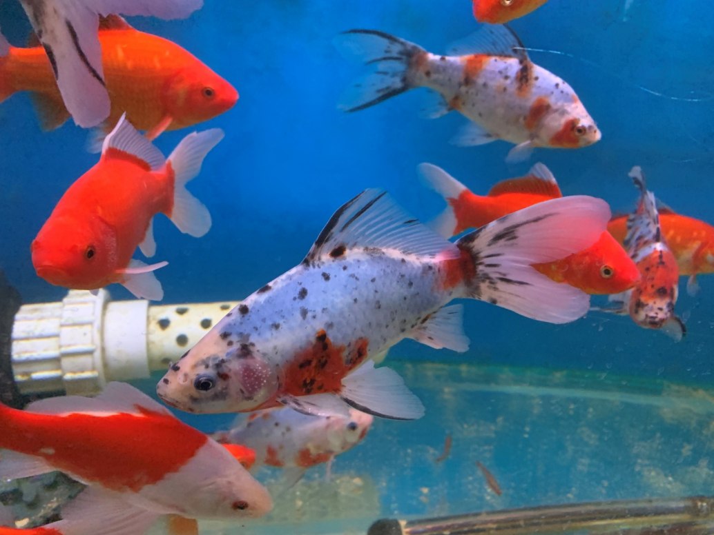 Shubunkin-Carassius auratus auratus