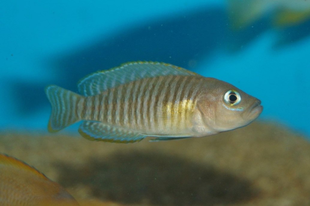 Multifasciatus Shelldweller-Neolamprologus multifasciatus