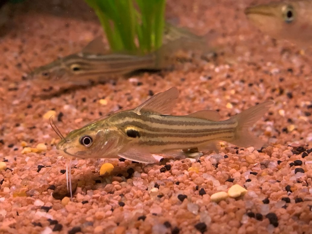 Striped Mystus Catfish-Mystus vittatus