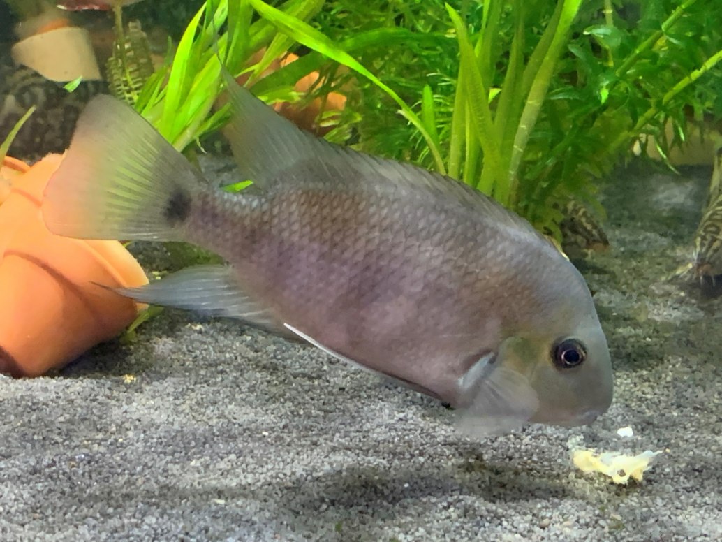 Neet - Neetroplus nematopus