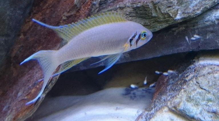 Daffodil Cichlid-Neolamprologus pulcher