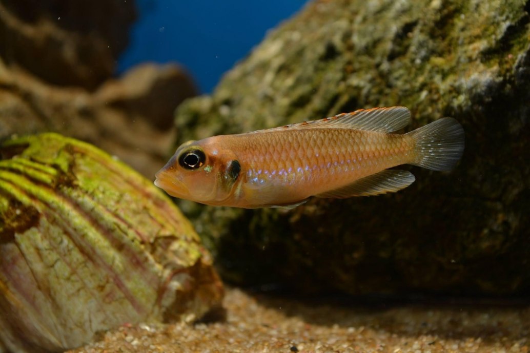 Ocellatus Shelldweller-Lamprologus ocellatus