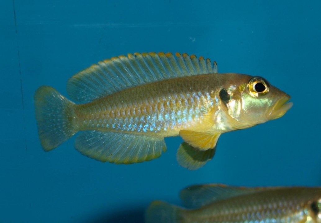 Ocellatus Shelldweller-Lamprologus ocellatus
