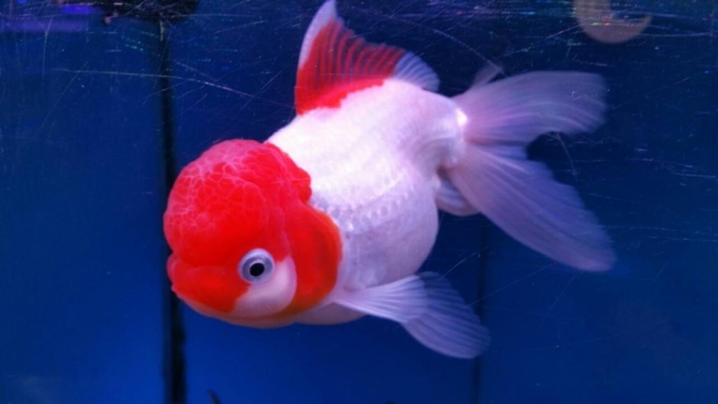 Oranda-Carassius auratus auratus