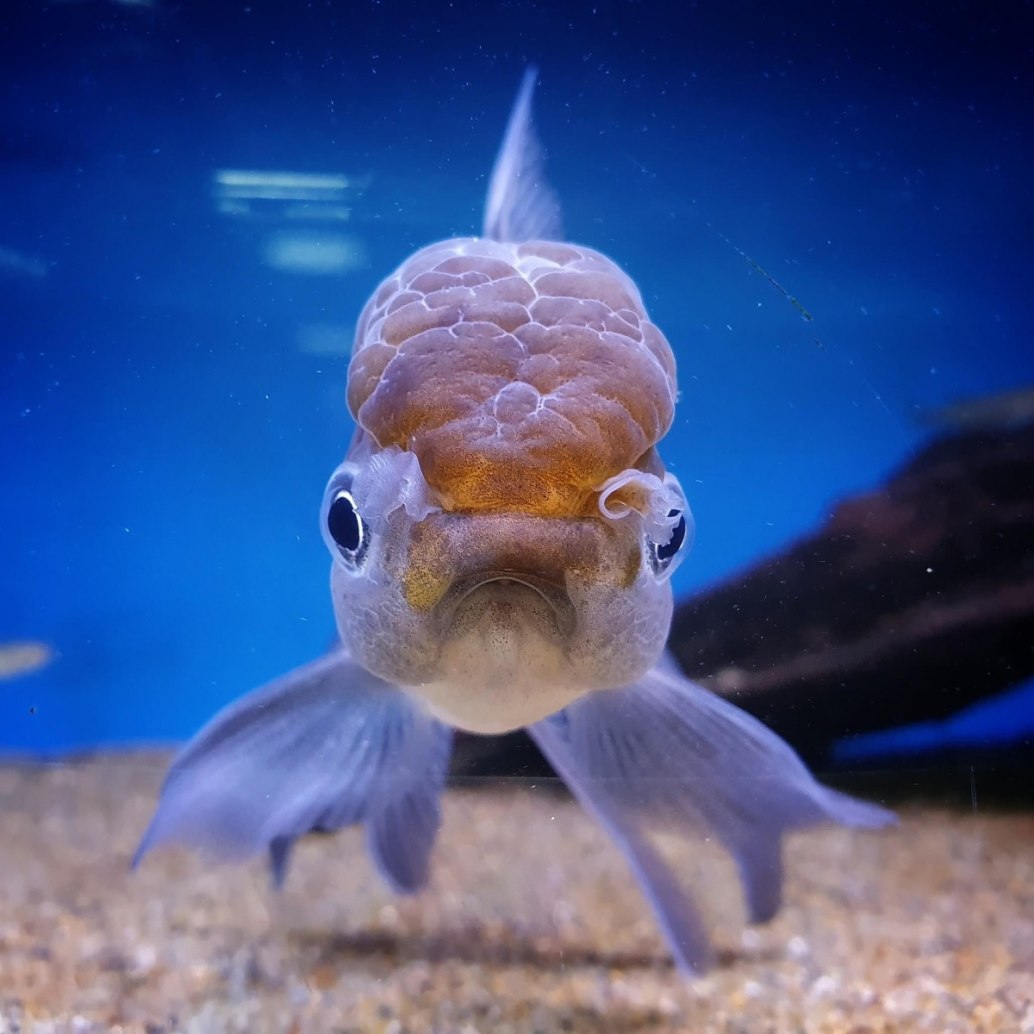 Oranda-Carassius auratus auratus