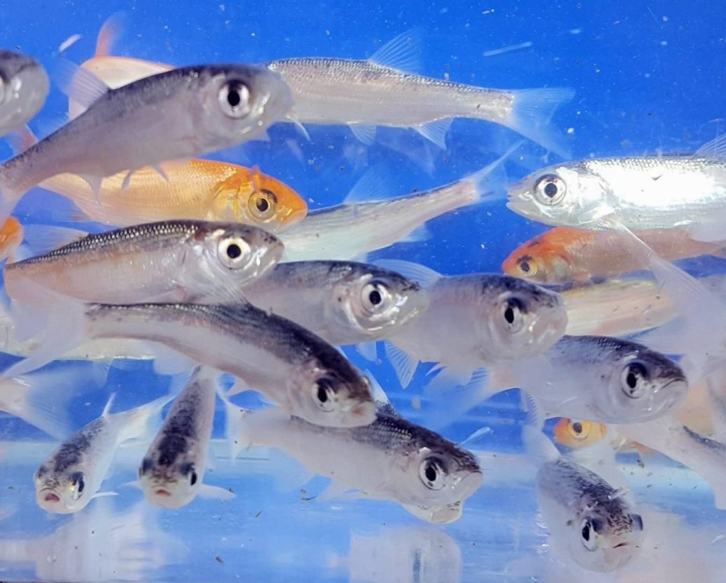 Blue Orfe-Leuciscus idus