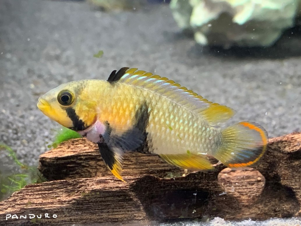 Apistogramma panduro